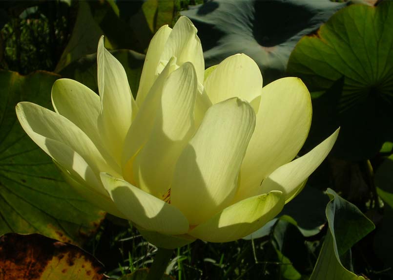 Lotus Plants