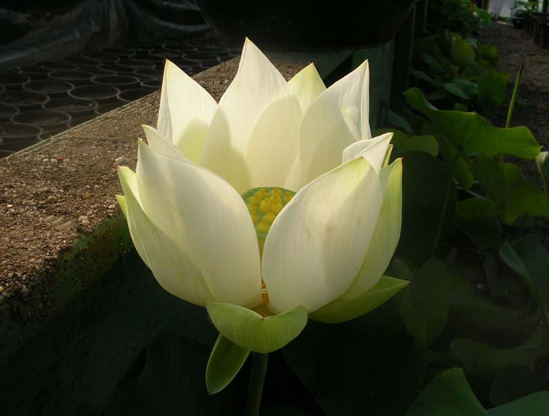 Lotus Plants
