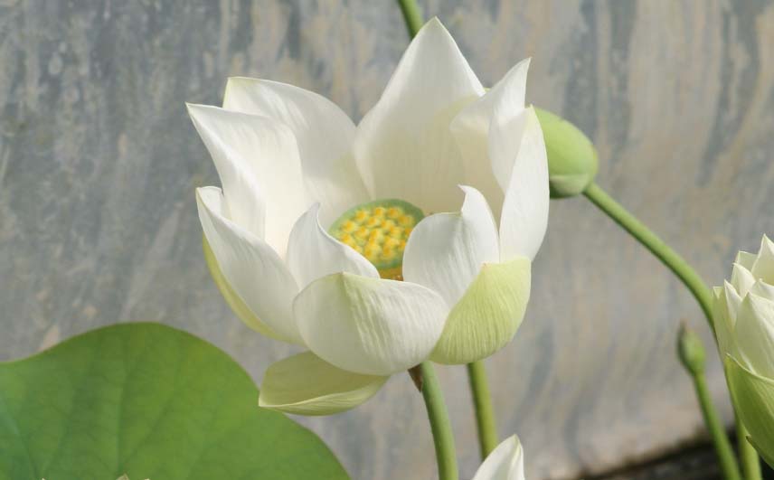 Lotus Plants