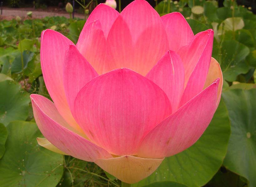 Lotus Plants