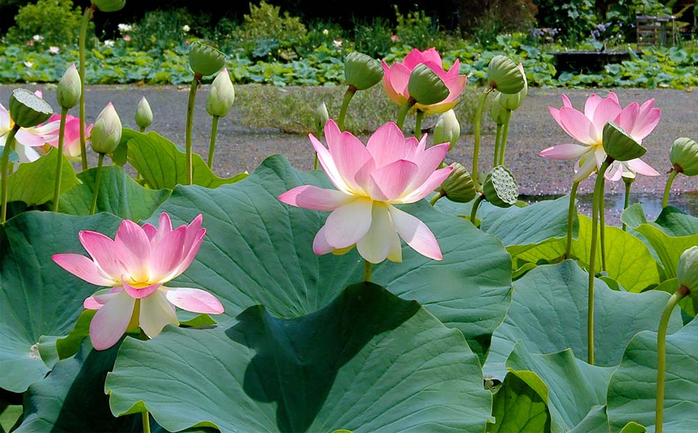 Lotus Plants