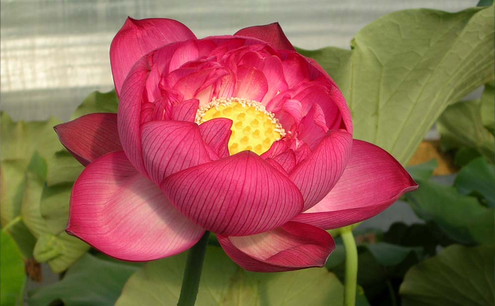 Lotus Plants
