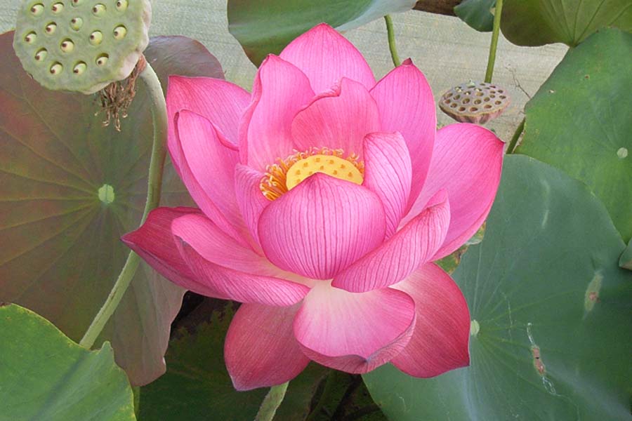 Lotus Plants