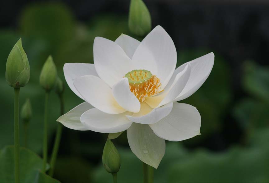 Lotus Plants