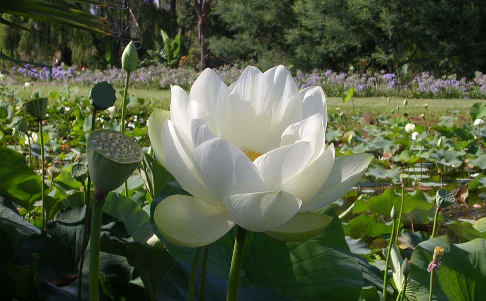 Lotus Plants