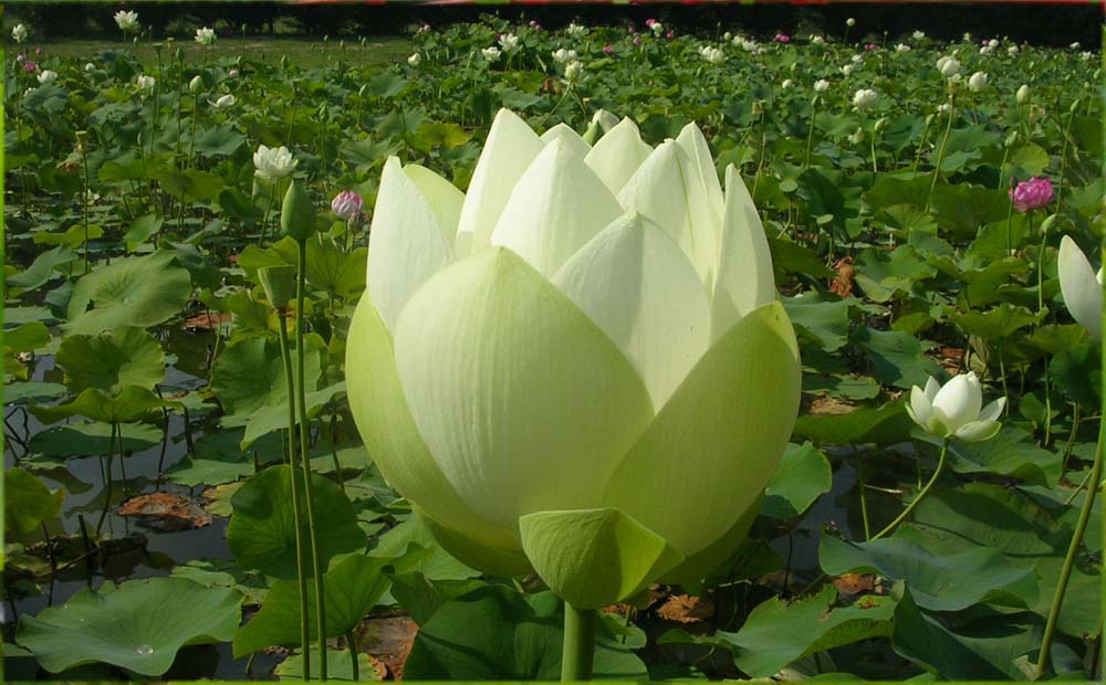 Lotus Plants