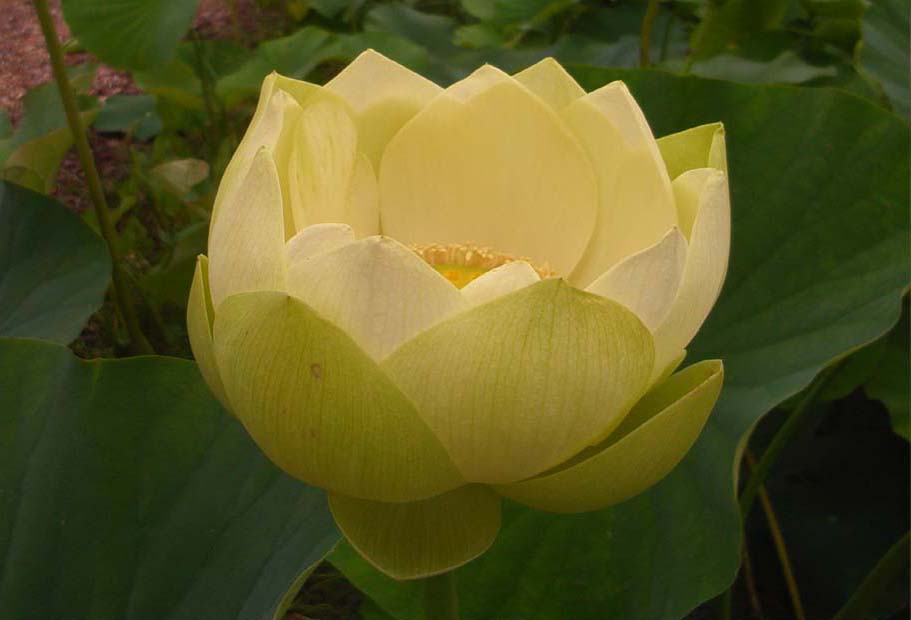 Lotus Plants