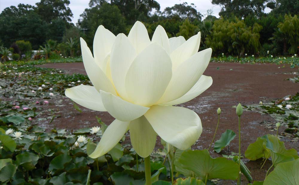 Lotus Plants