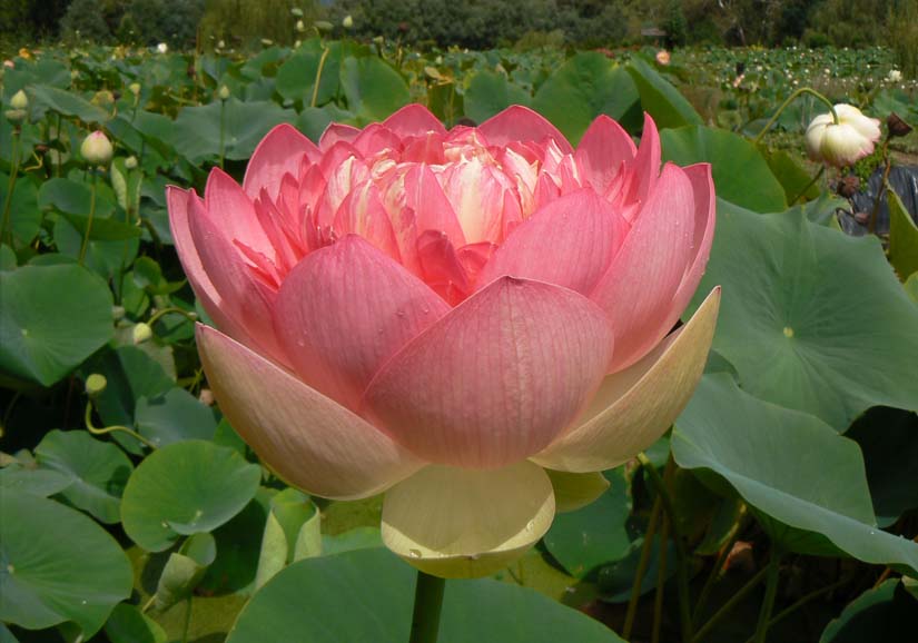 Lotus Plants