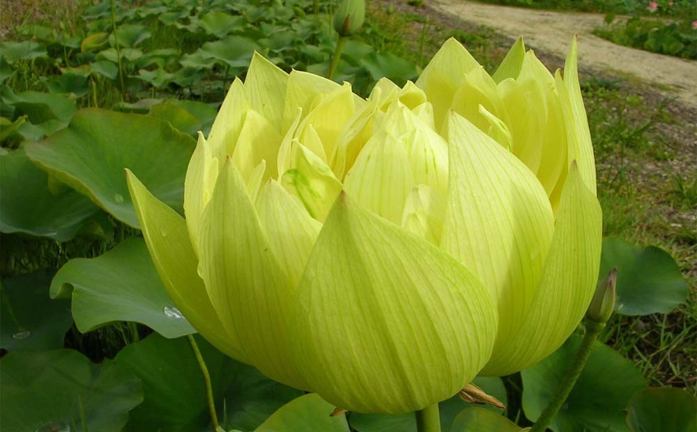 Lotus Plants