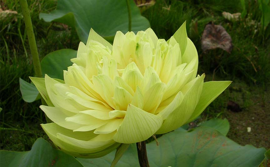 Lotus Plants