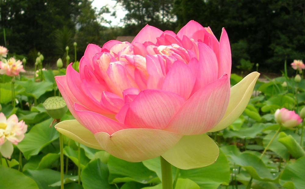 Lotus Plants