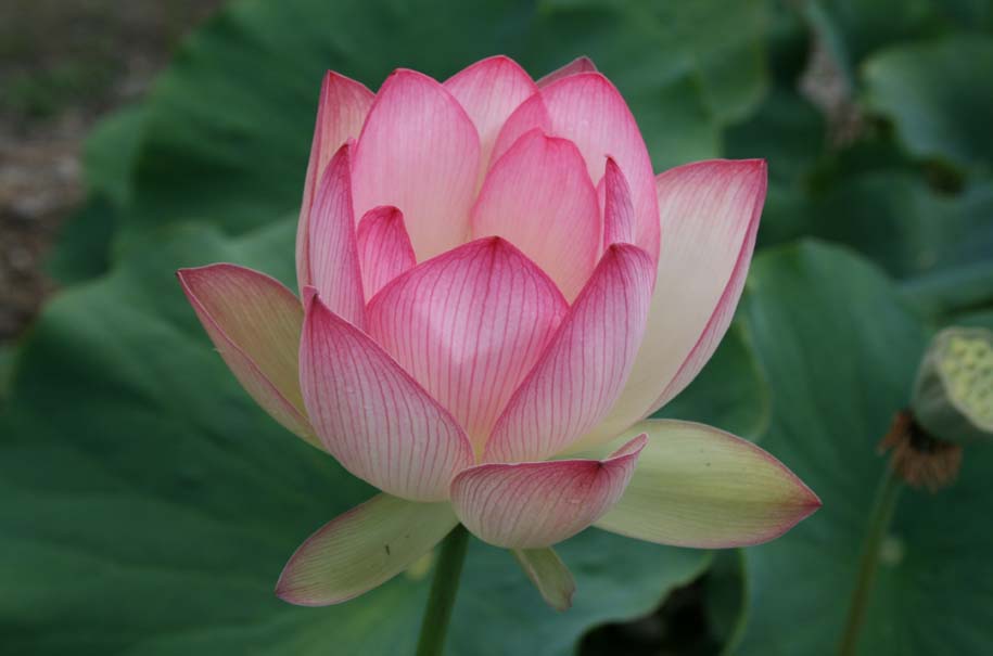 Lotus Plants