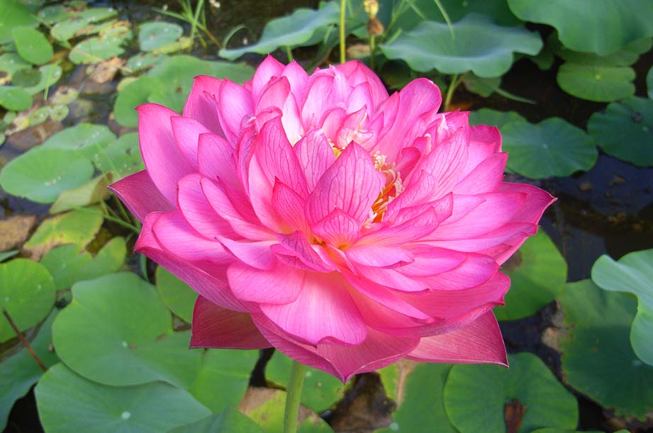 Lotus Plants